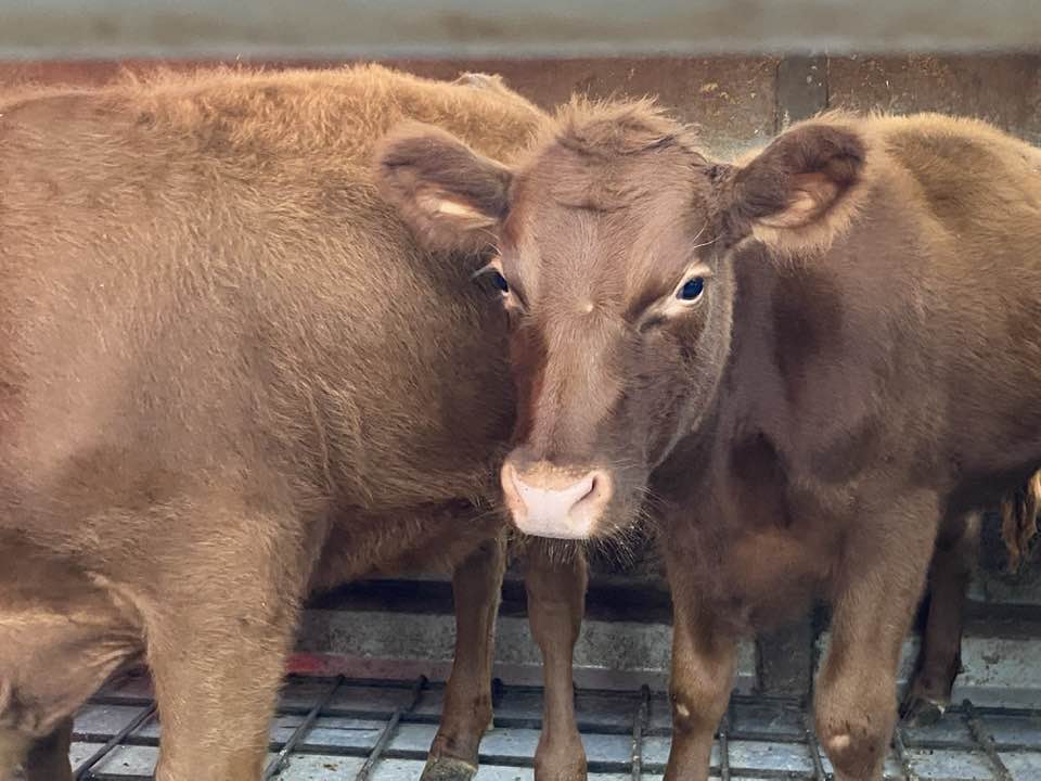 Rød Kvige (Red Heifer) funnet i Texas, sendes til Israel; Satan ...